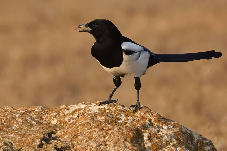 25 de specii de păsări nu mai pot fi vânate în România, după o decizie ...