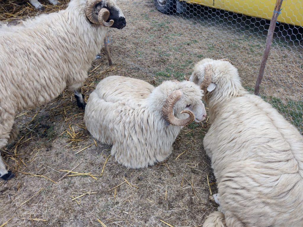 Târg expozițional: Sute de berbeci în Baia Mare (FOTO) | ZiarMaramures