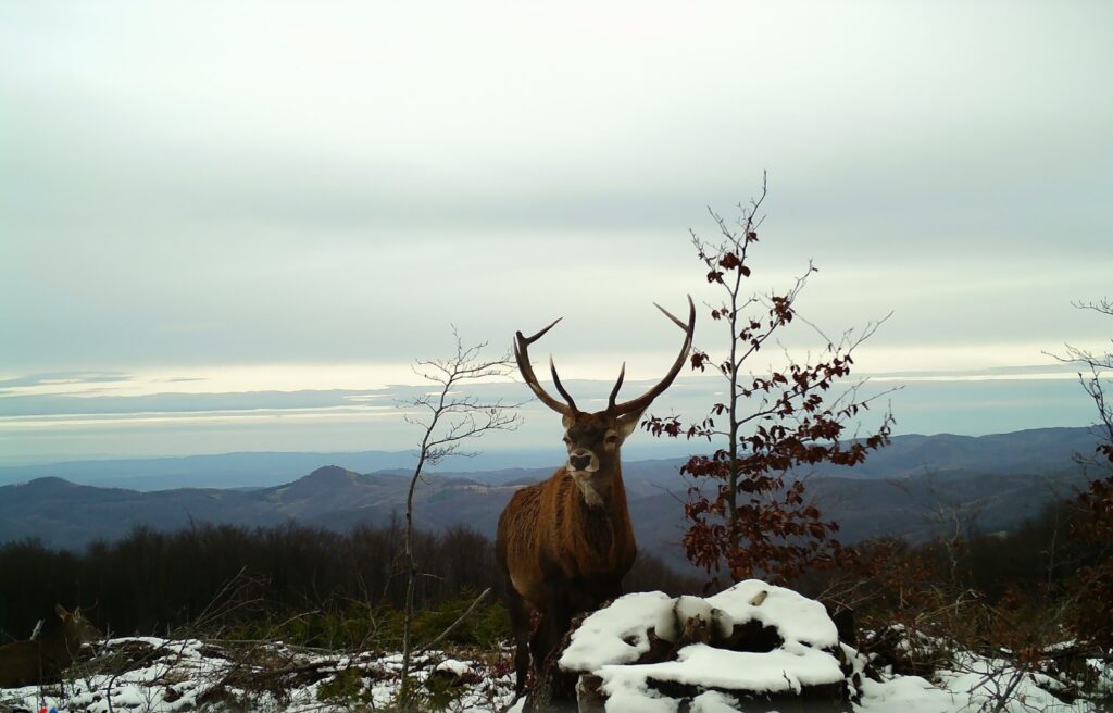 Frumusețile naturii: Cerb surpins la o sărărie din cadrul Ocolului ...